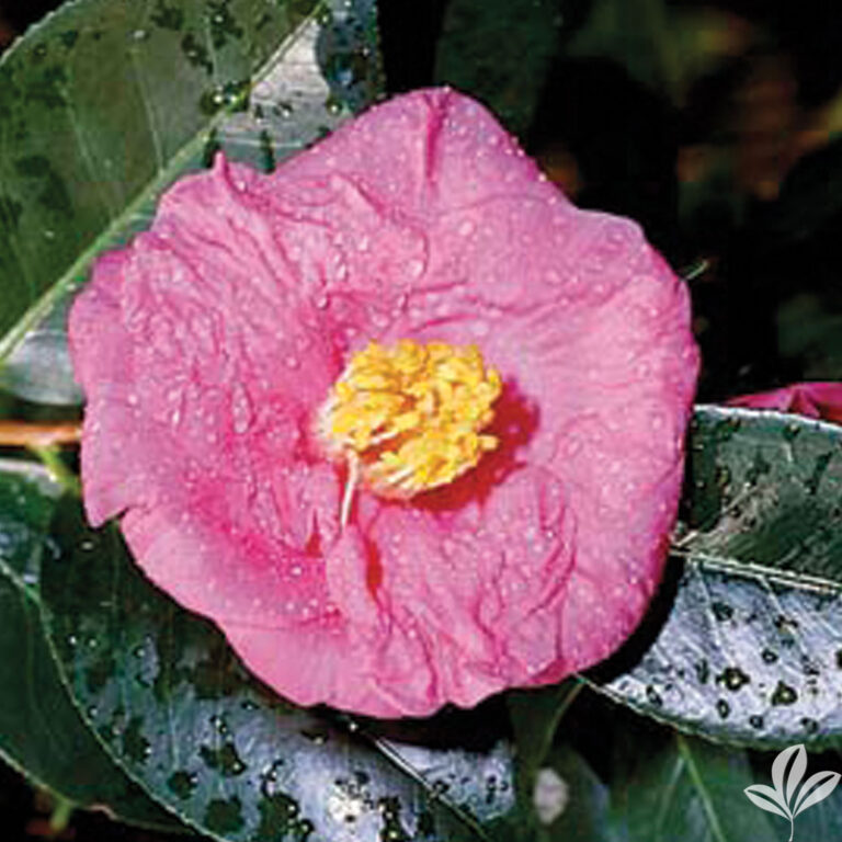 Camellias for Your Gulf Coast Garden - Mobile Botanical Gardens