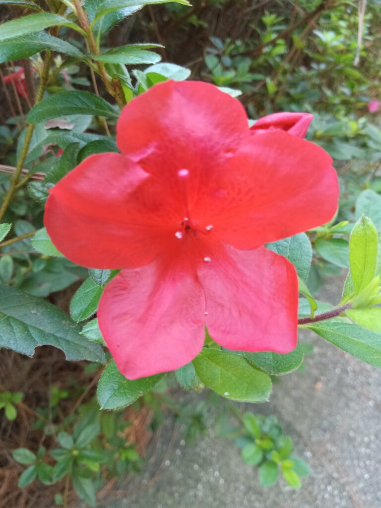 Azaleas for your Gulf Coast Garden - Mobile Botanical Gardens