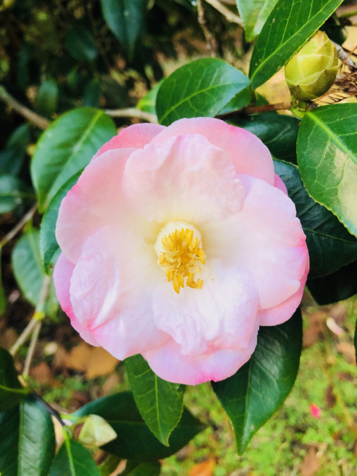 Camellias for Your Gulf Coast Garden - Mobile Botanical Gardens